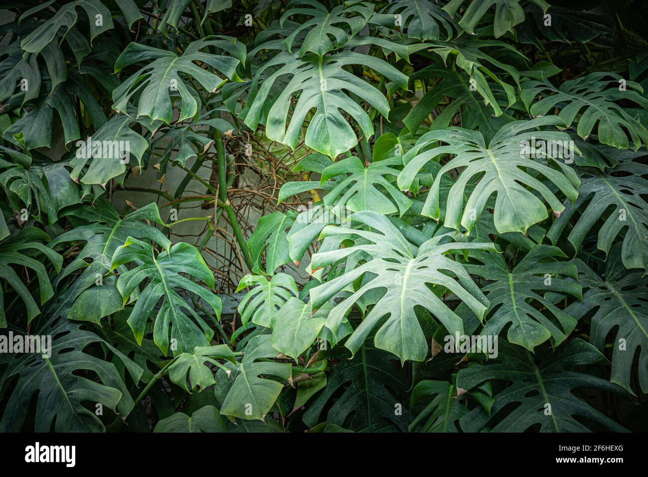 Close up of monstera foliage, tropical nature background, toned image ...