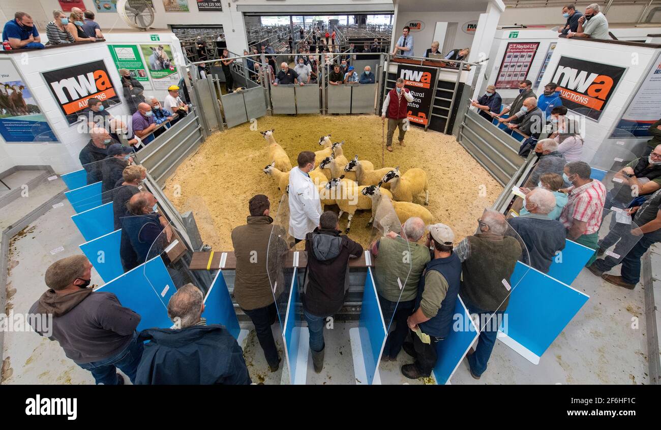Farmers at a British livestock auction mart during the Covid-19 ...
