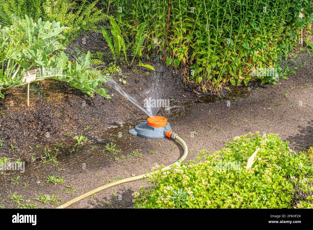 Sprinkler watering system in garden irrigating plants Stock Photo - Alamy