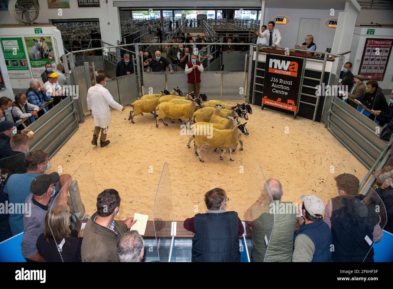 Farmers at a British livestock auction mart during the Covid-19 ...