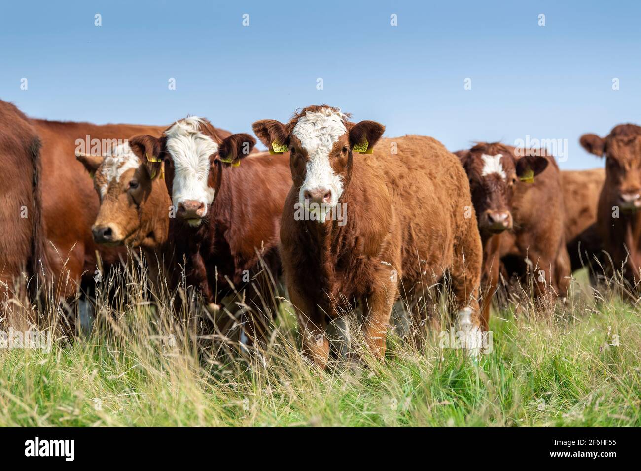 Herd of Luing cattle with their simmintal sired calves at foot in the ...