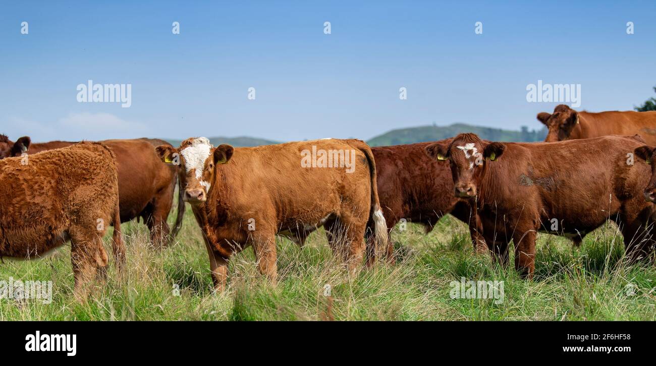 Cumbrian cattle hi-res stock photography and images - Alamy