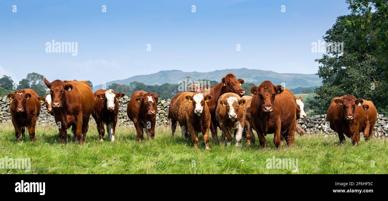 Cumbrian Cattle High Resolution Stock Photography and Images - Alamy