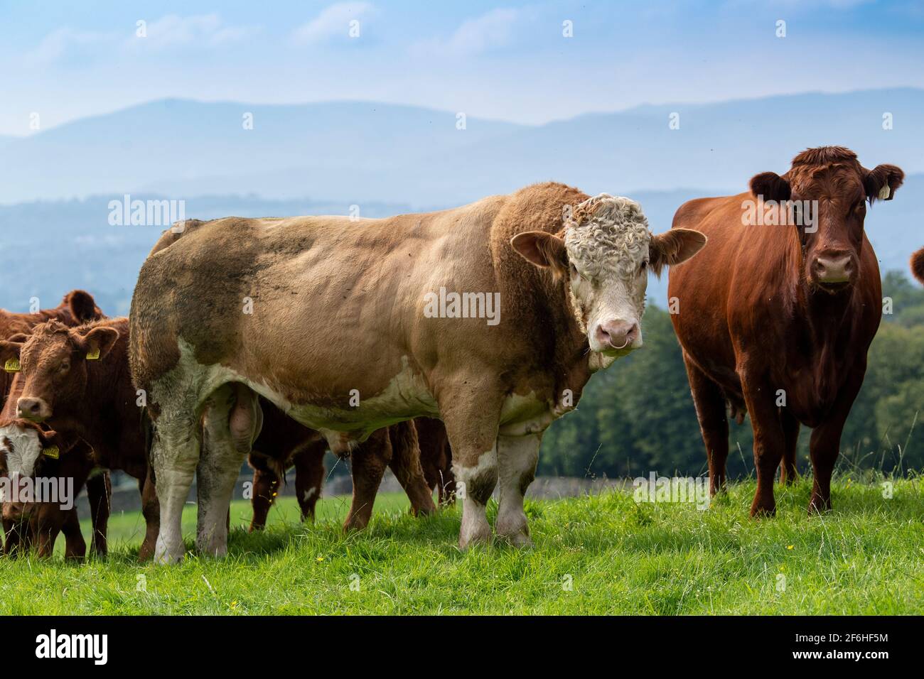 Calf hill hi-res stock photography and images - Alamy