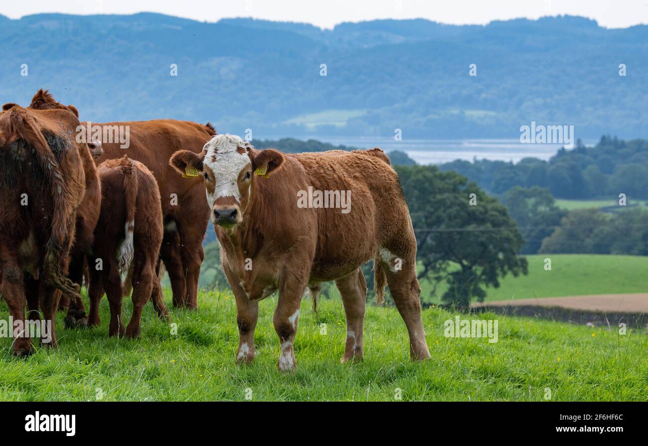 Herd of suckler beef cattle, on upland pasture in the English Lake ...