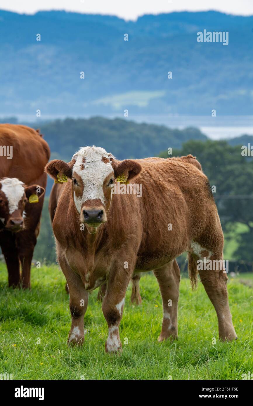 The calf lake district hi-res stock photography and images - Alamy