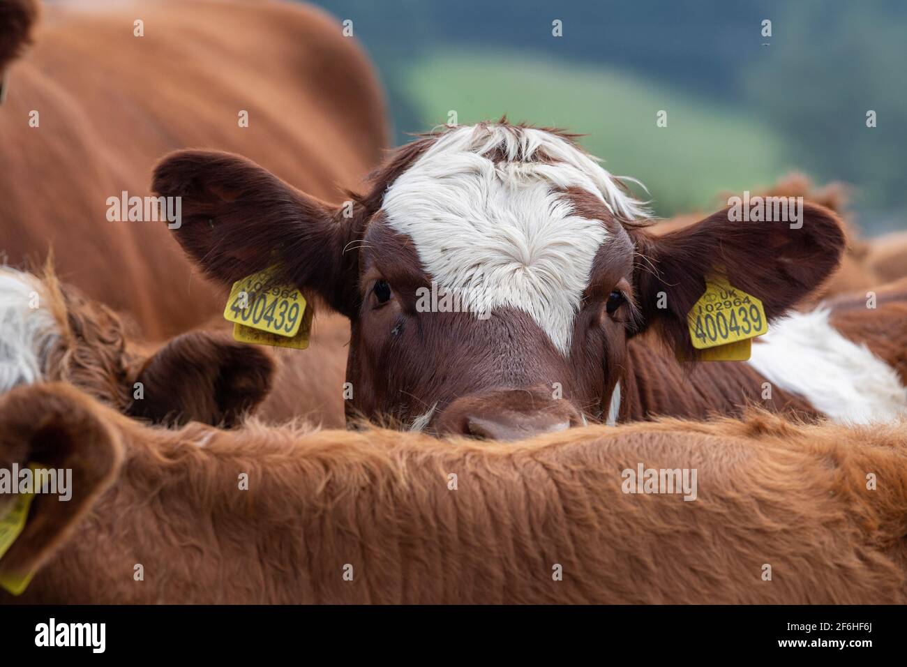 Herd of suckler beef cattle, on upland pasture in the English Lake ...