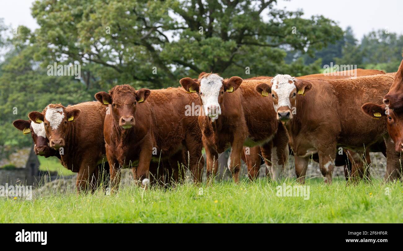 Luing cows hi-res stock photography and images - Alamy