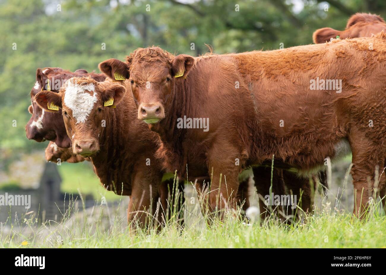 Luing cows hi-res stock photography and images - Alamy