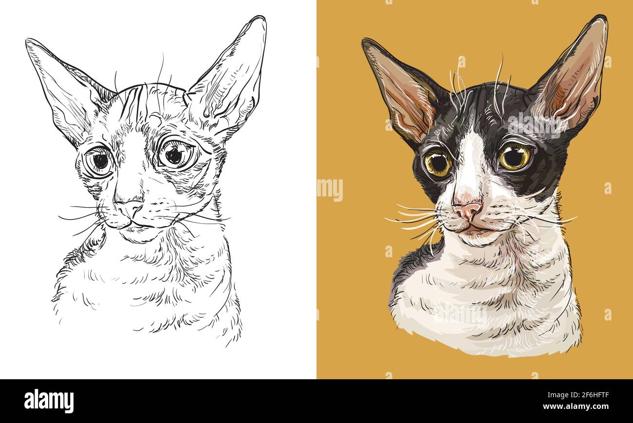 Hand drawn head of Cornish Rex cat. Vector black and white and colorful ...