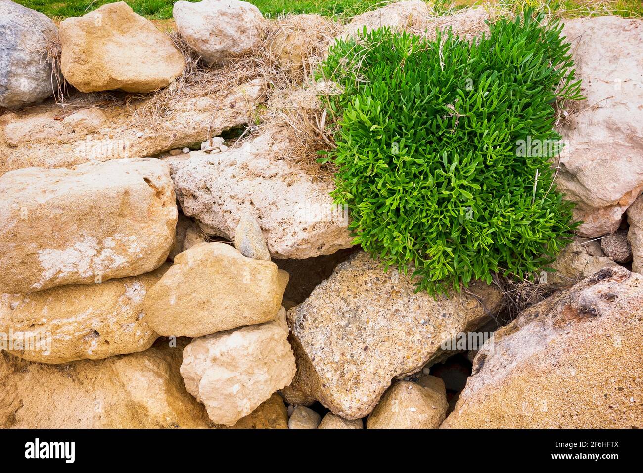 Growing through rock hi-res stock photography and images - Alamy