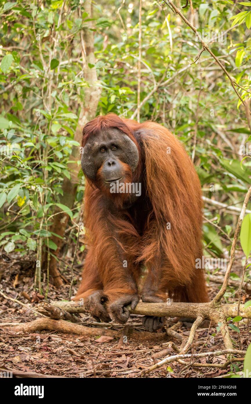 Tour at tanjung puting national park hi-res stock photography and ...