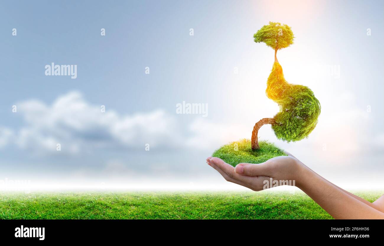 The tree (stomach) is a 3D illustration of the medical environmental ...