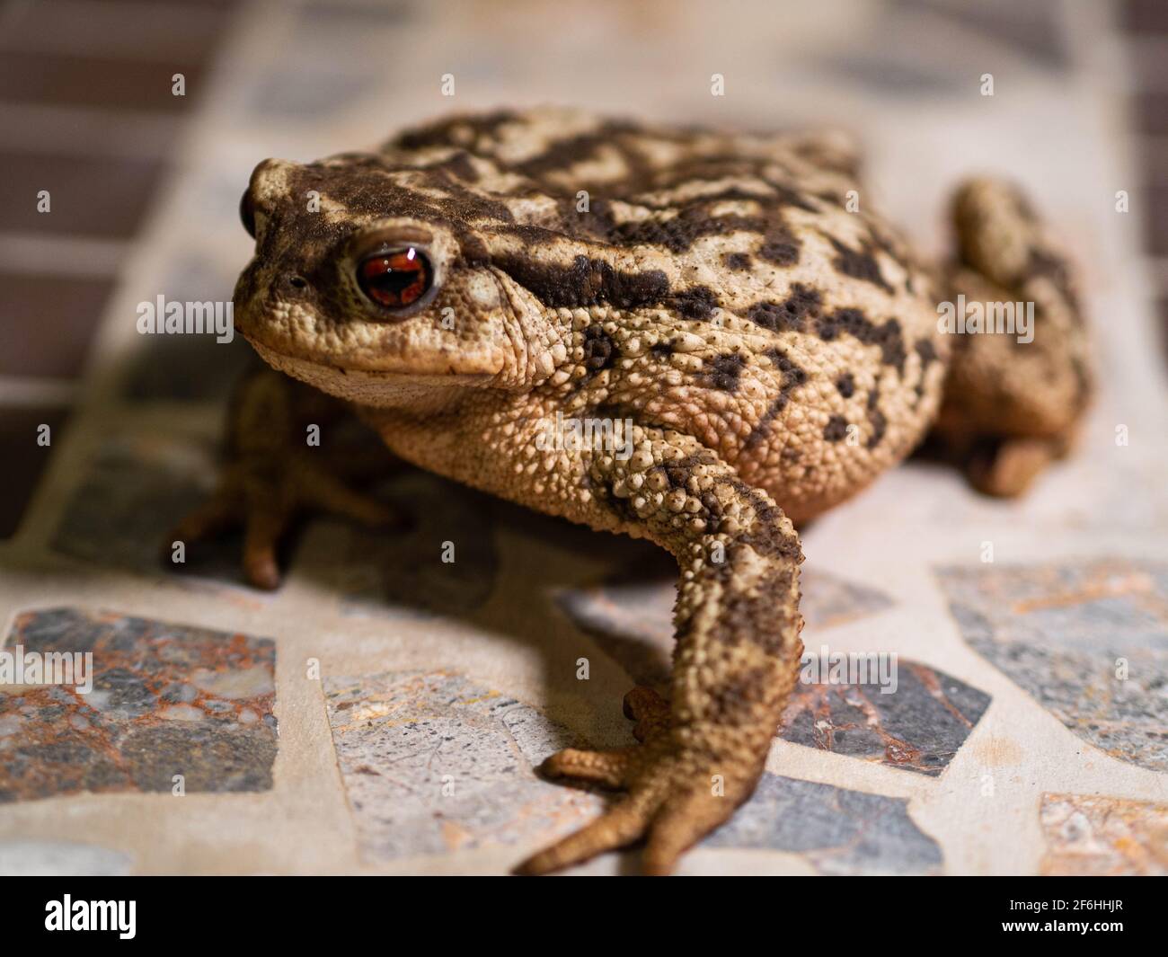 Reed frogs hi-res stock photography and images - Alamy