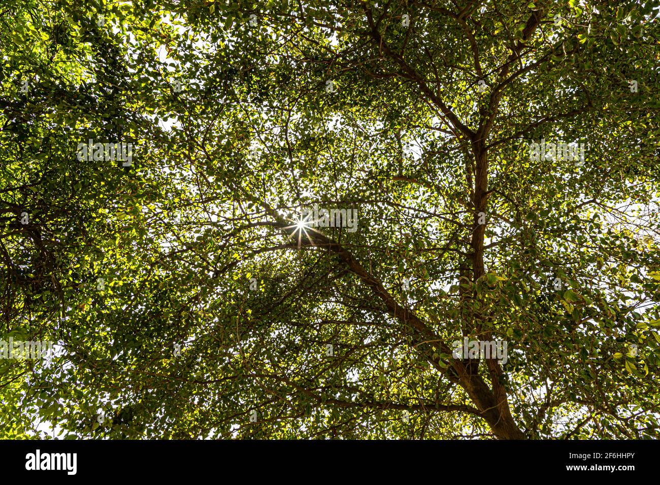 sun star light through tree trunks, beautiful sunny green foliage of ...