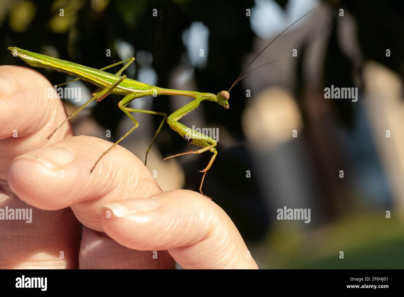 Green Praying Mantis sitting on a hand Stock Photo - Alamy