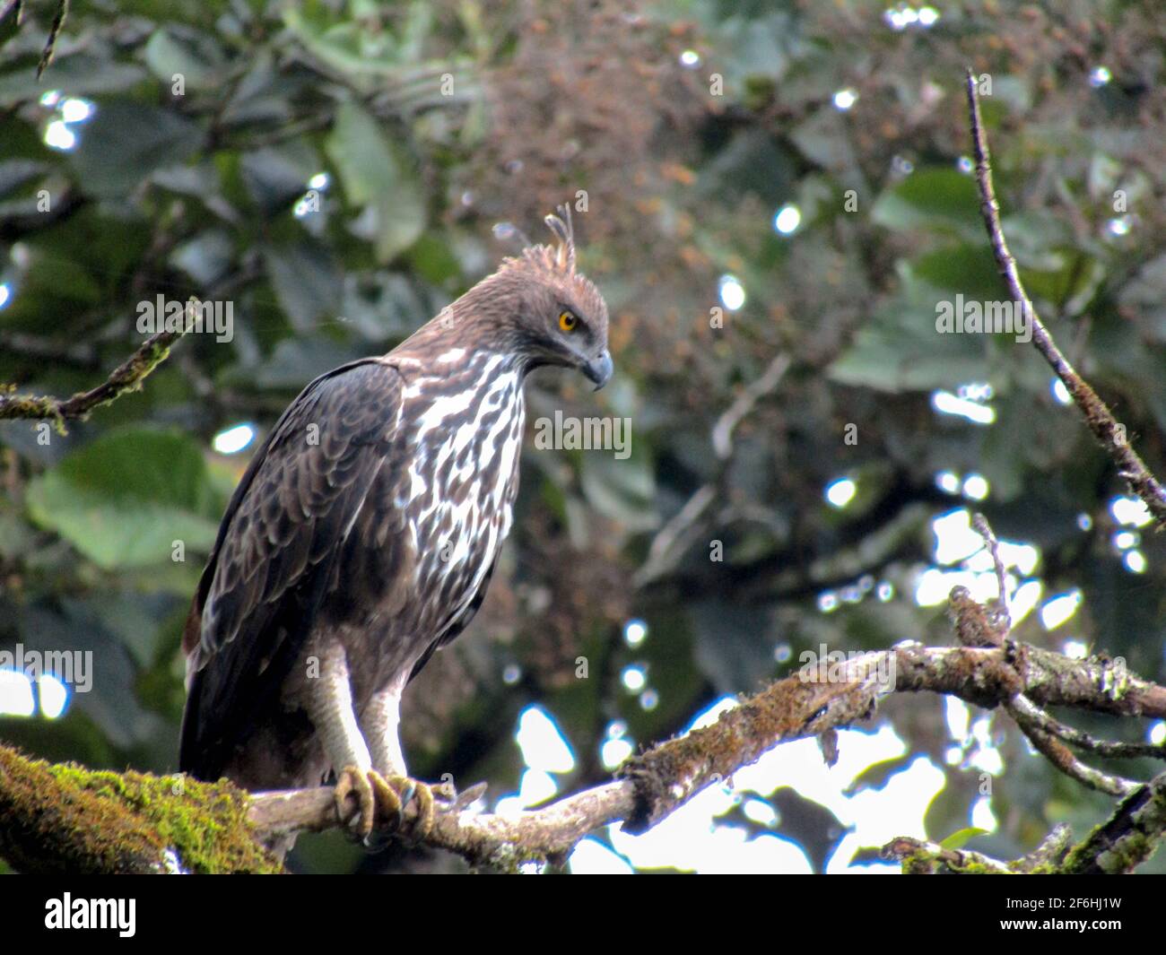 birds on tree branch Stock Photo - Alamy