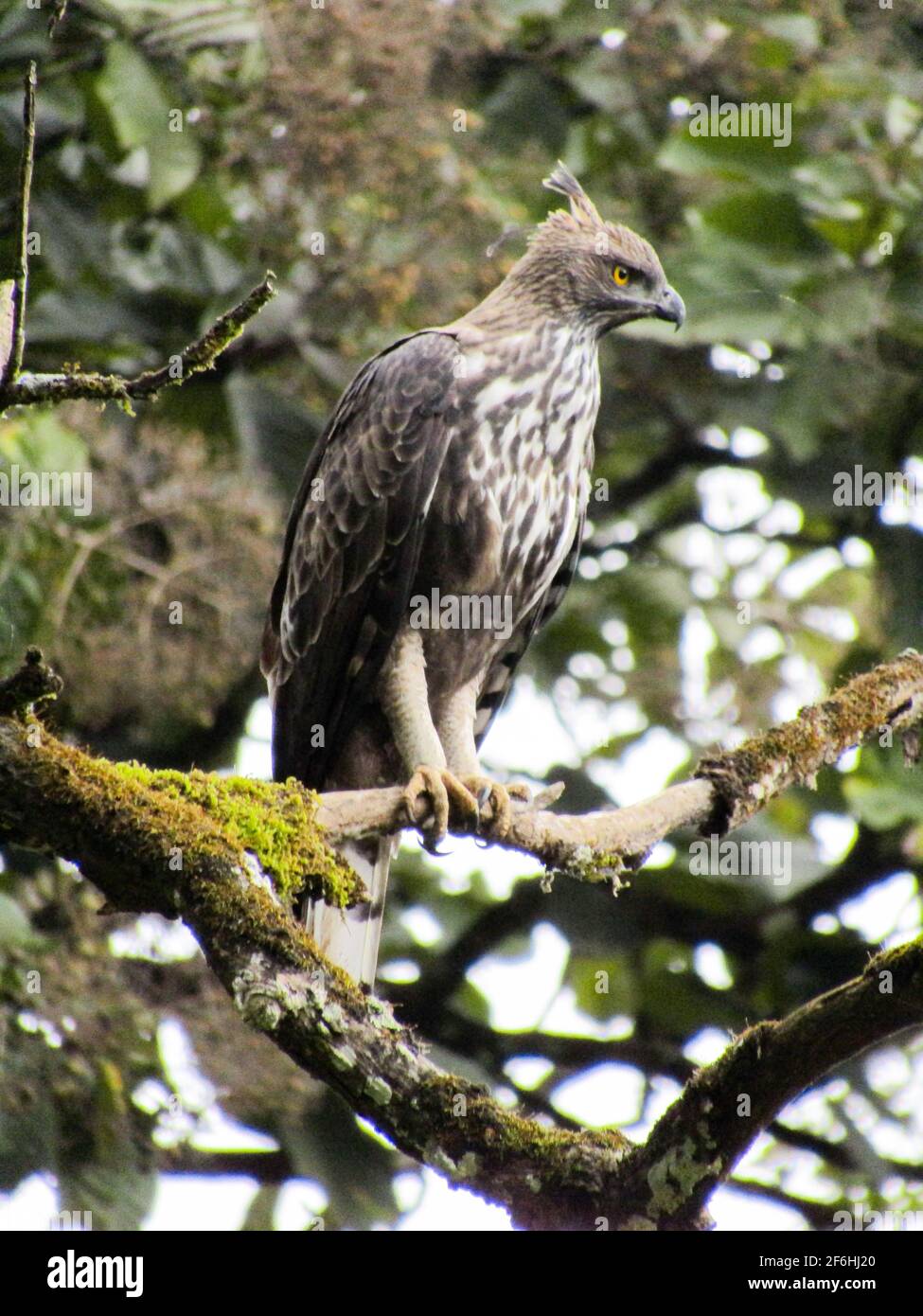 birds on tree branch Stock Photo - Alamy