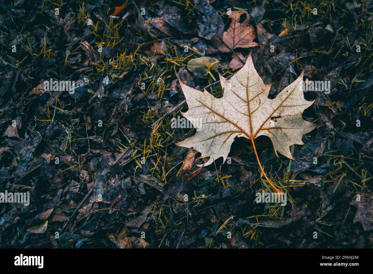 Rotten leaf hi-res stock photography and images - Alamy