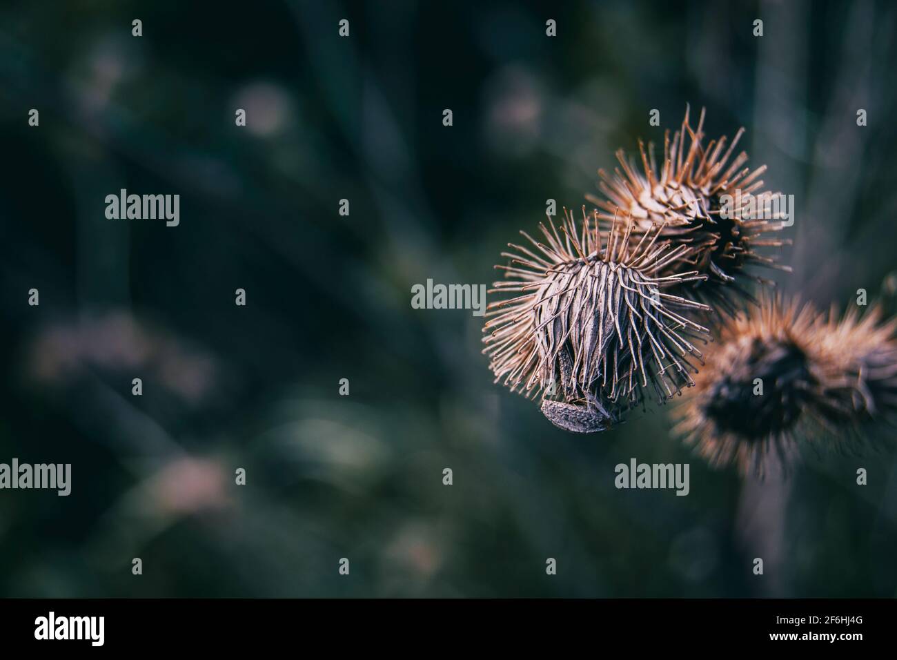 Silver sparkling background from hi-res stock photography and images ...