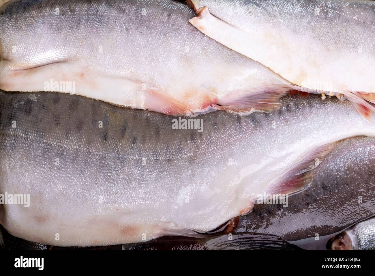 Close Up of Pink Salmon gutted skin Texture. Fish scales iridescent ...