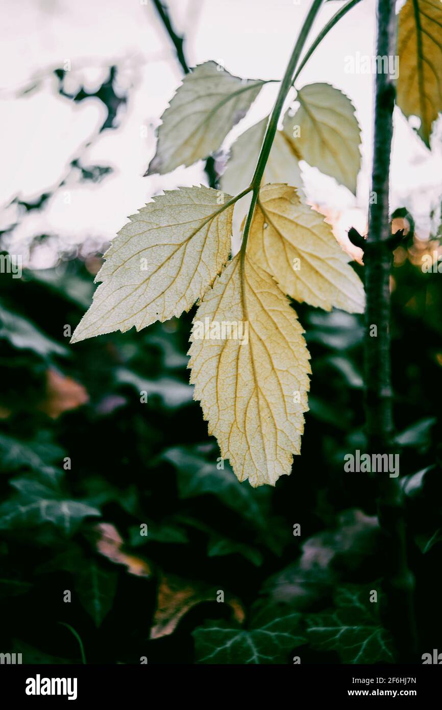 Hawthorn tree fall foliage hi-res stock photography and images - Alamy