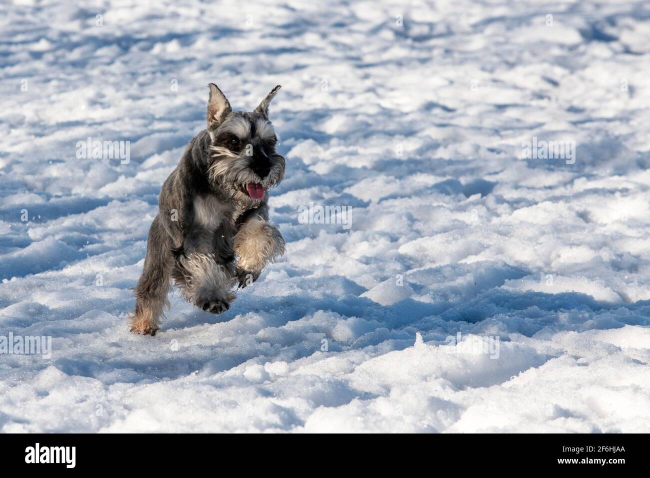 Miniature schnauzer puppy cute dog snow hi-res stock photography and ...