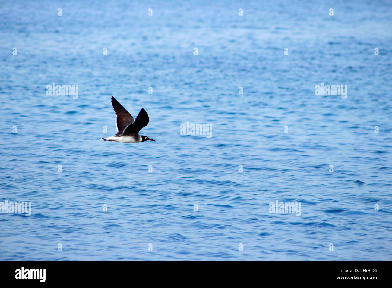 Obhur jeddah hi-res stock photography and images - Alamy