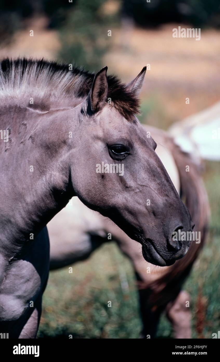 Sorraia High Resolution Stock Photography and Images - Alamy