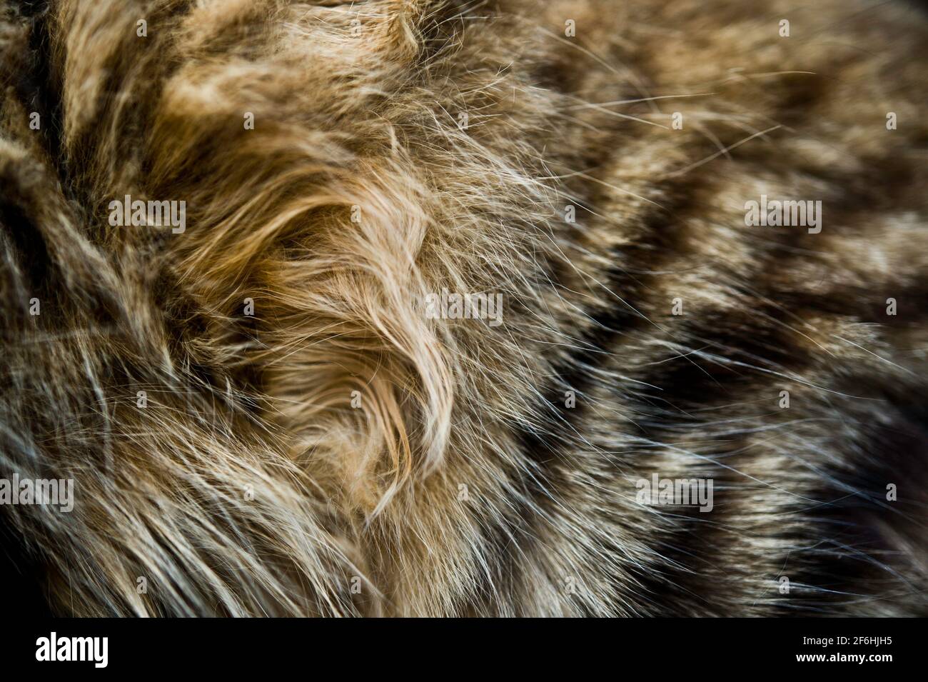 Cat fur background hi-res stock photography and images - Alamy