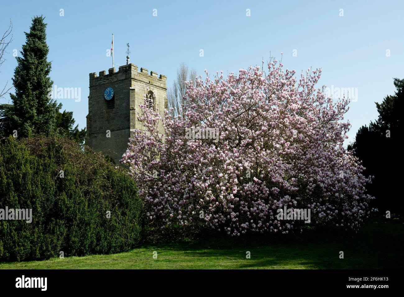 St. Peter`s Church and Magnolia blossom in the churchyard, Barford ...