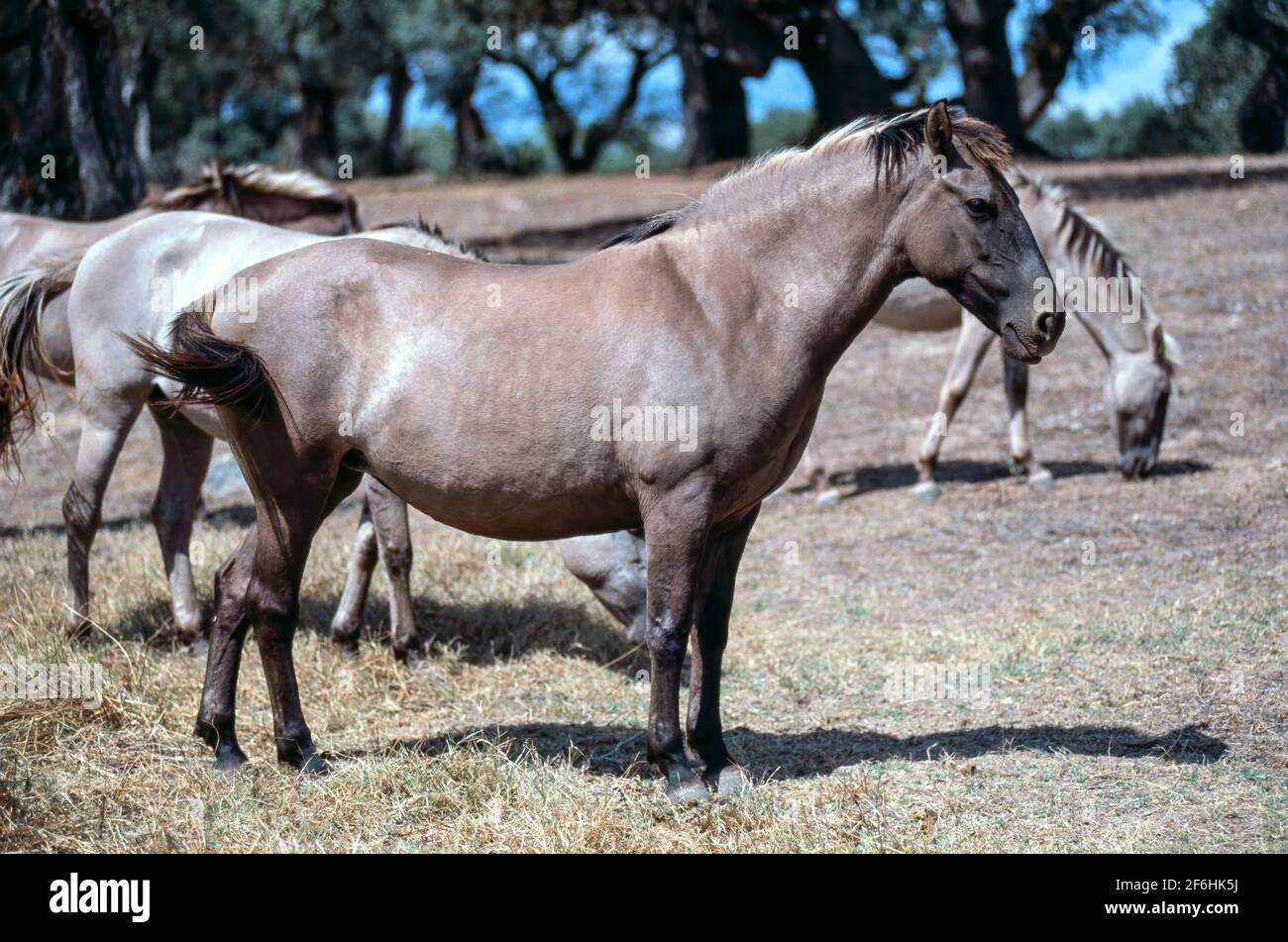 Primitive Markings High Resolution Stock Photography and Images - Alamy