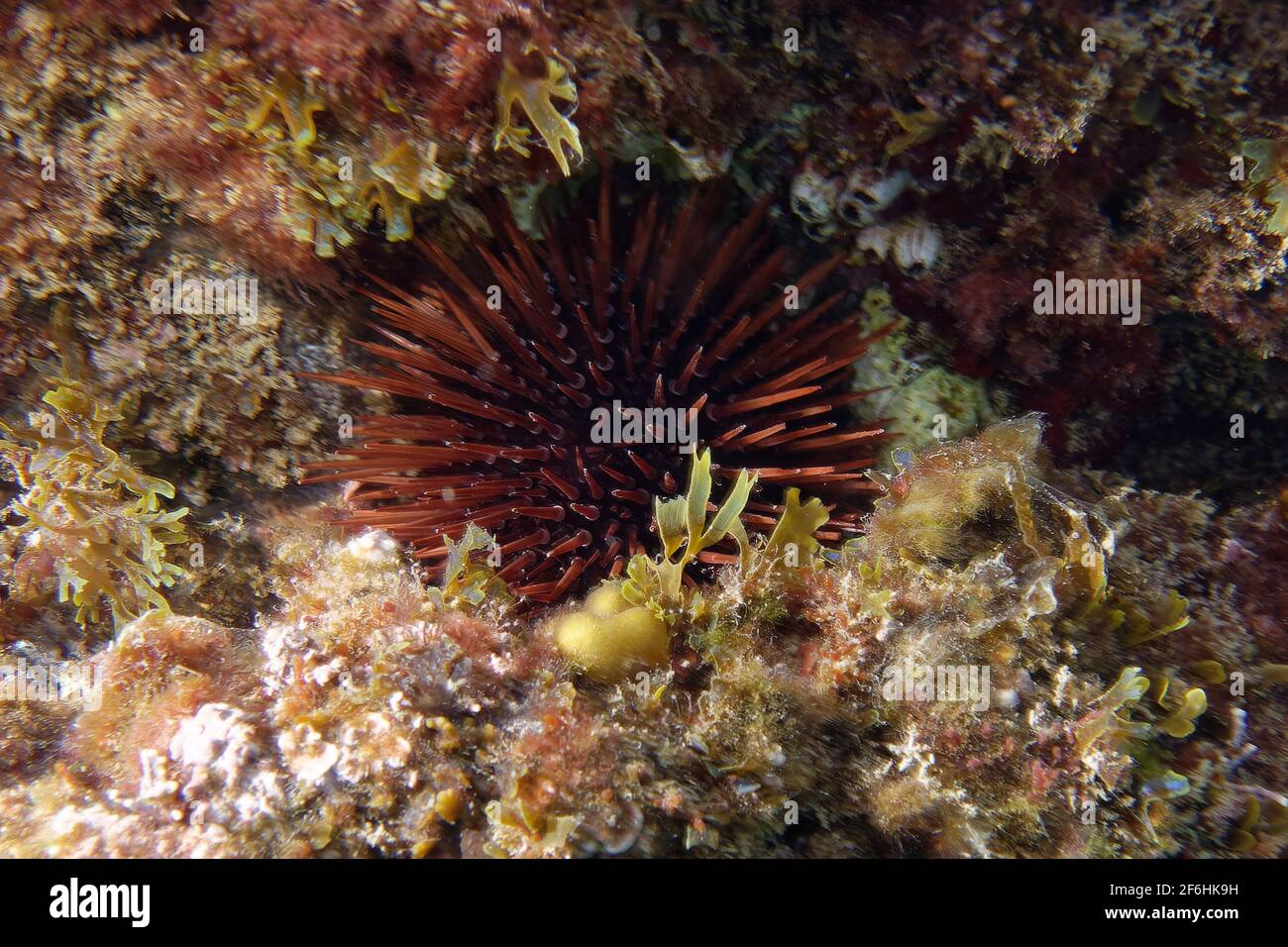 Purple sea urchin (Paracentrotus lividus) in Mediterranean Sea Stock ...