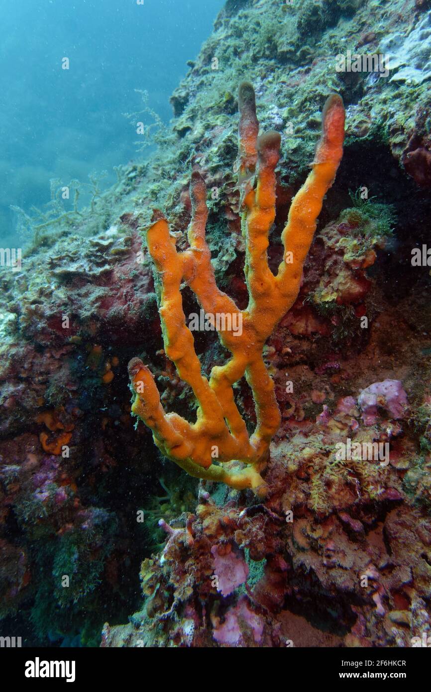 Yellow antlers sponge (Axinella polypoides Stock Photo - Alamy