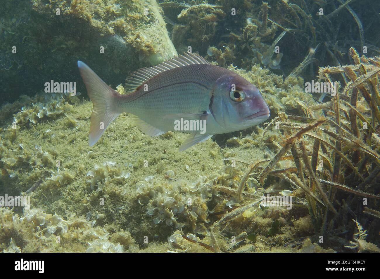 Common seabream (Pagrus pagrus Stock Photo - Alamy