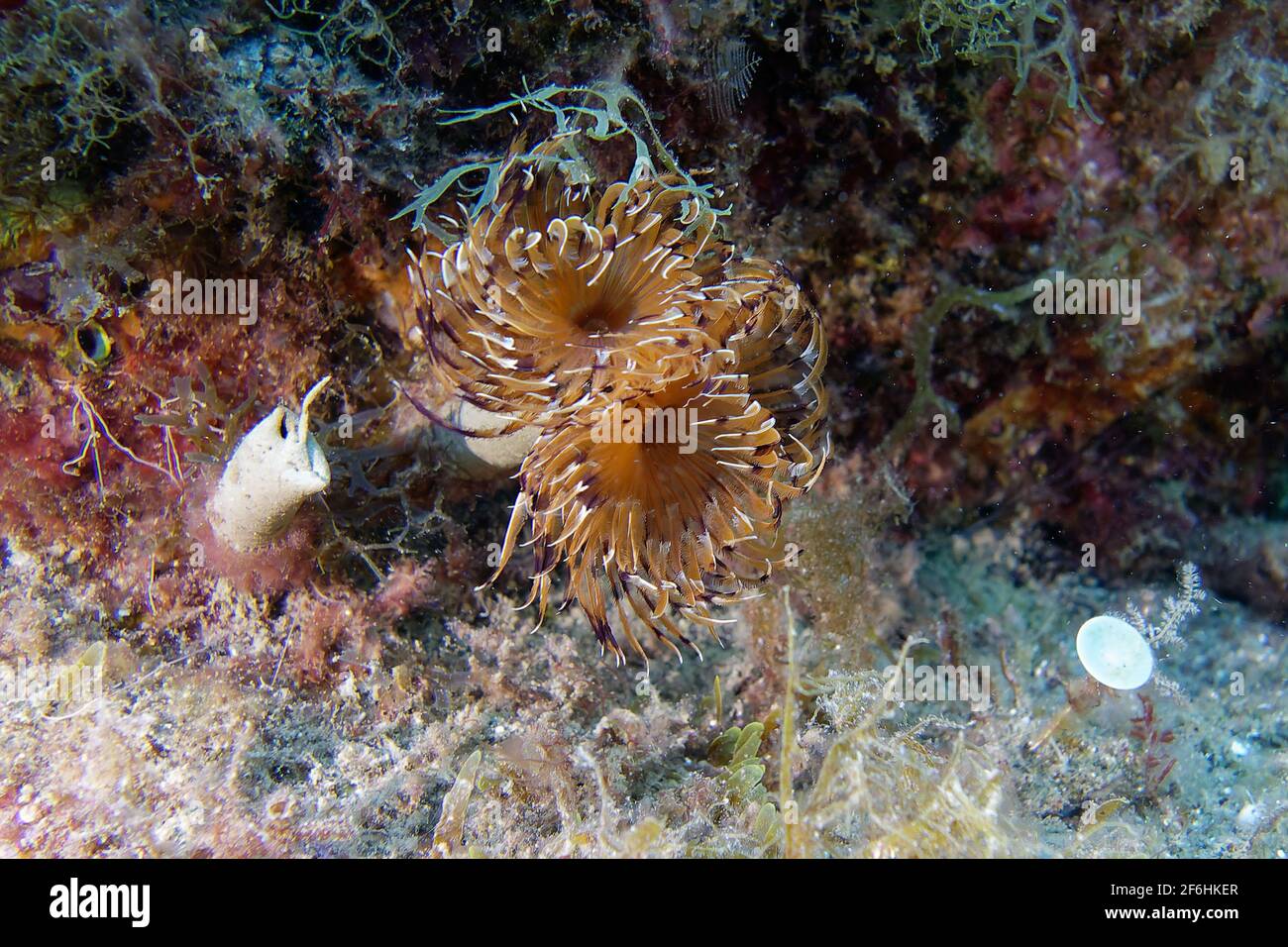 Twin fan worm (Bispira volutacornis Stock Photo - Alamy