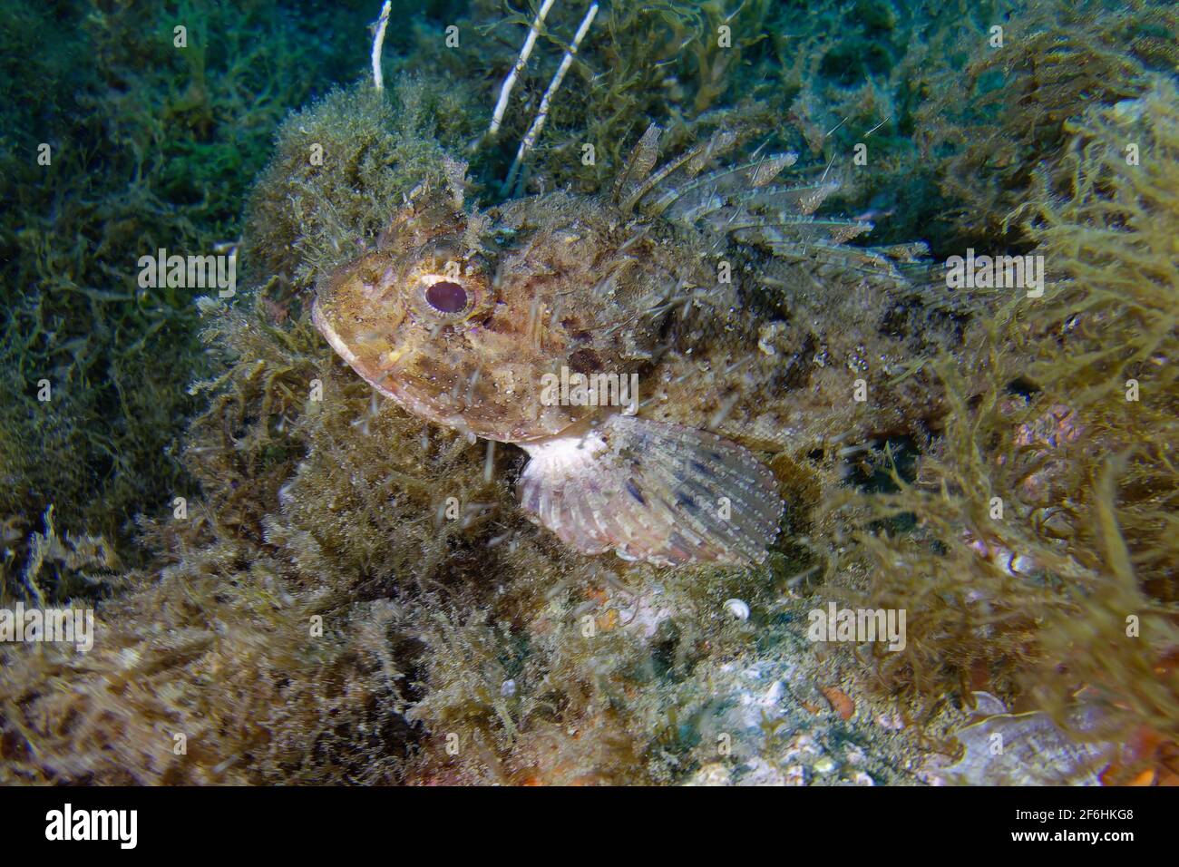 Black Scorpion-fish (Scorpaena porcus Stock Photo - Alamy