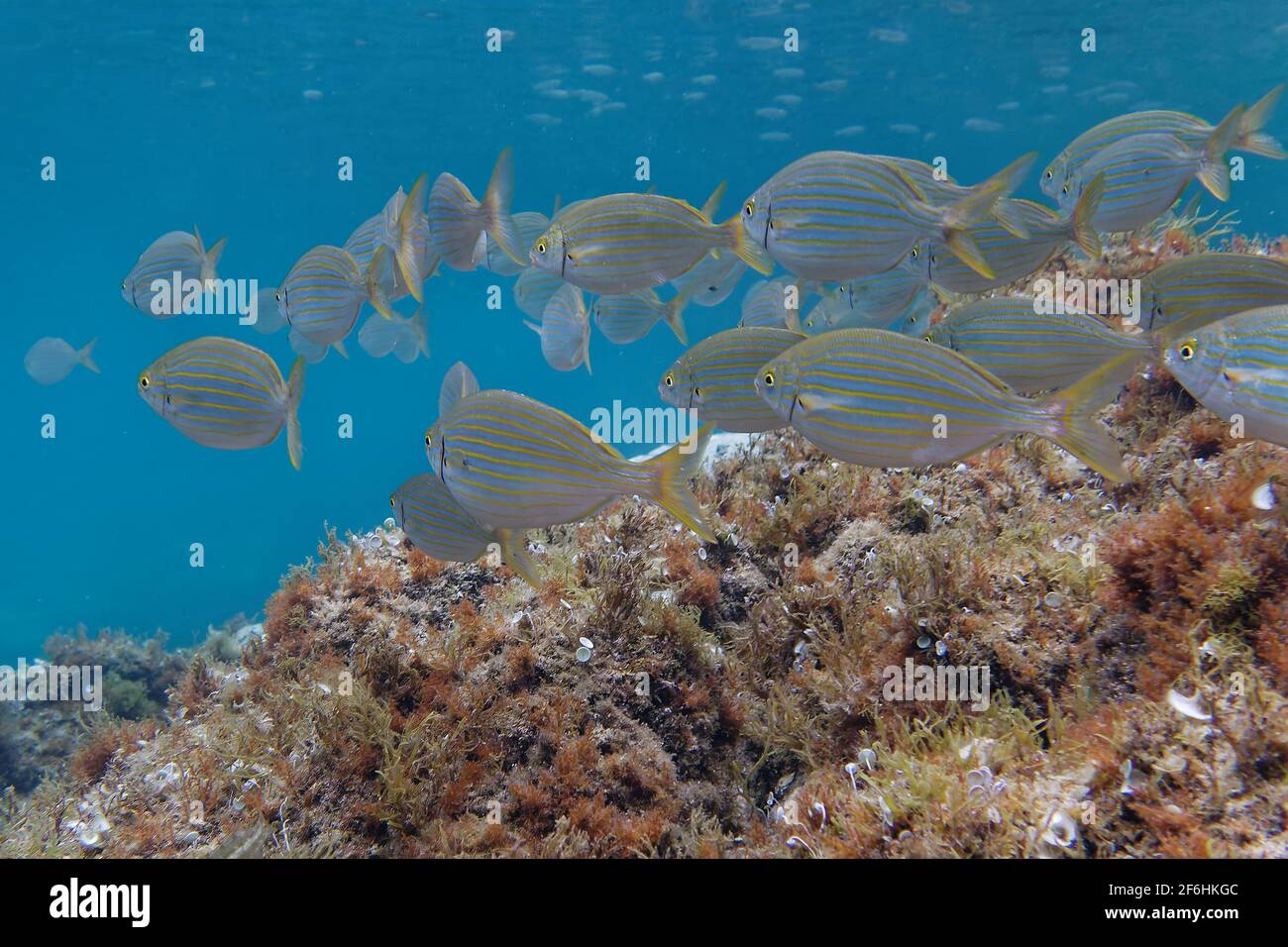 Salema (Sarpa salpa Stock Photo - Alamy