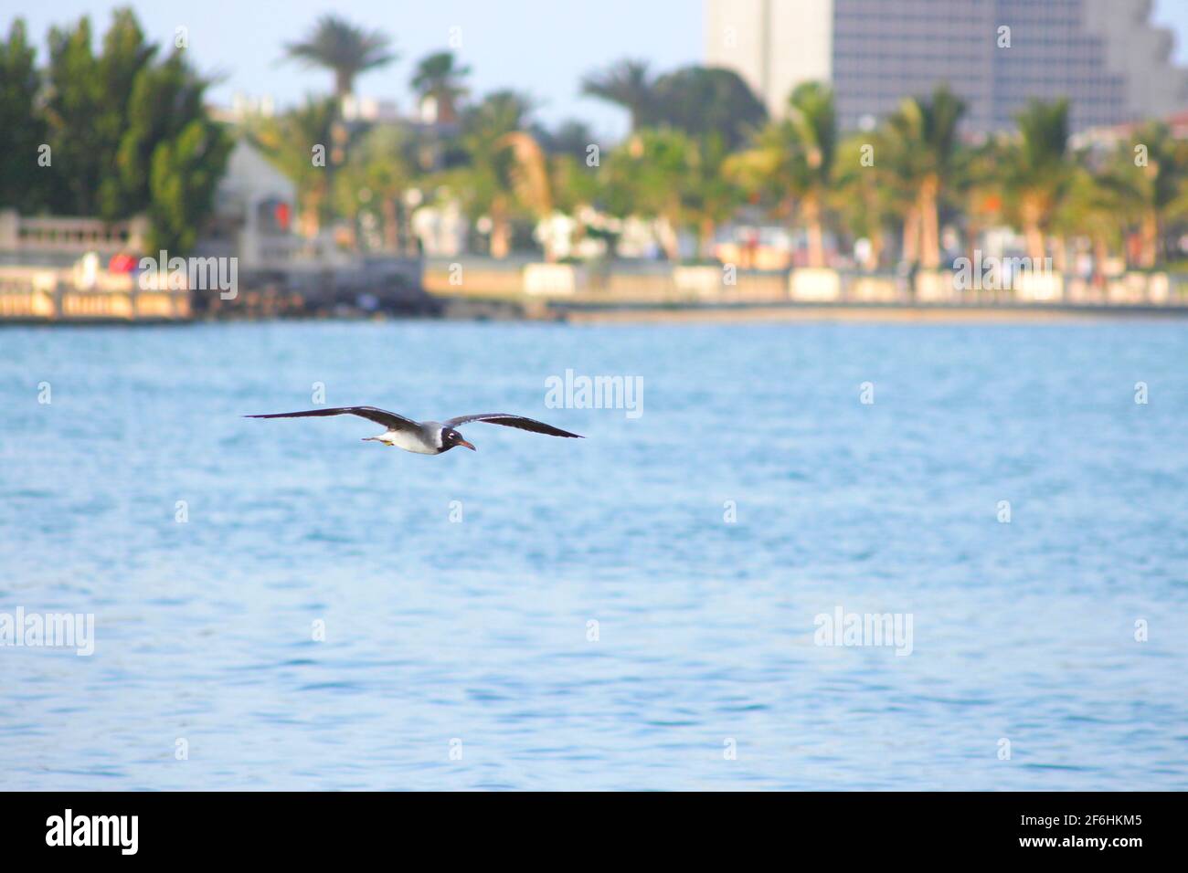 Obhur jeddah hi-res stock photography and images - Alamy