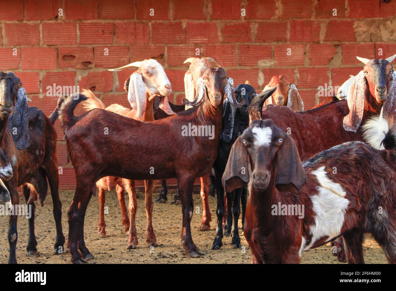 Goat Farm Desert Saudi Arabia Stock Photo - Alamy