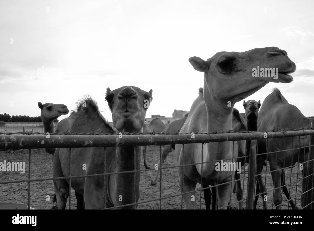 One hump Black and White Stock Photos & Images - Alamy