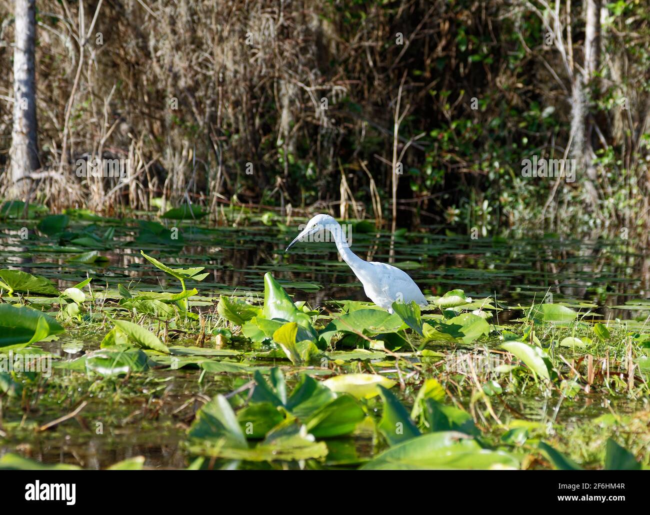 Okefenokee swamp bird hi-res stock photography and images - Alamy