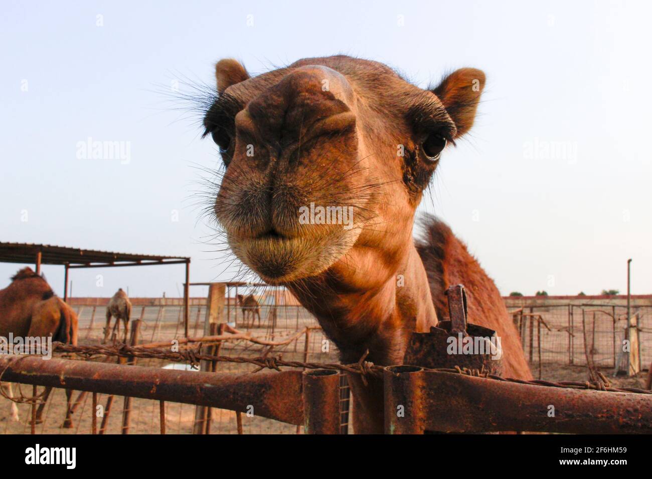 Funny camel cartoon hi-res stock photography and images - Alamy