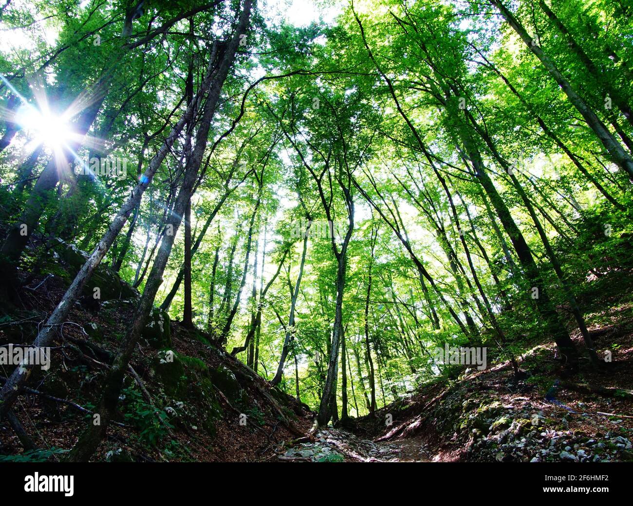 Natural v shape hi-res stock photography and images - Alamy