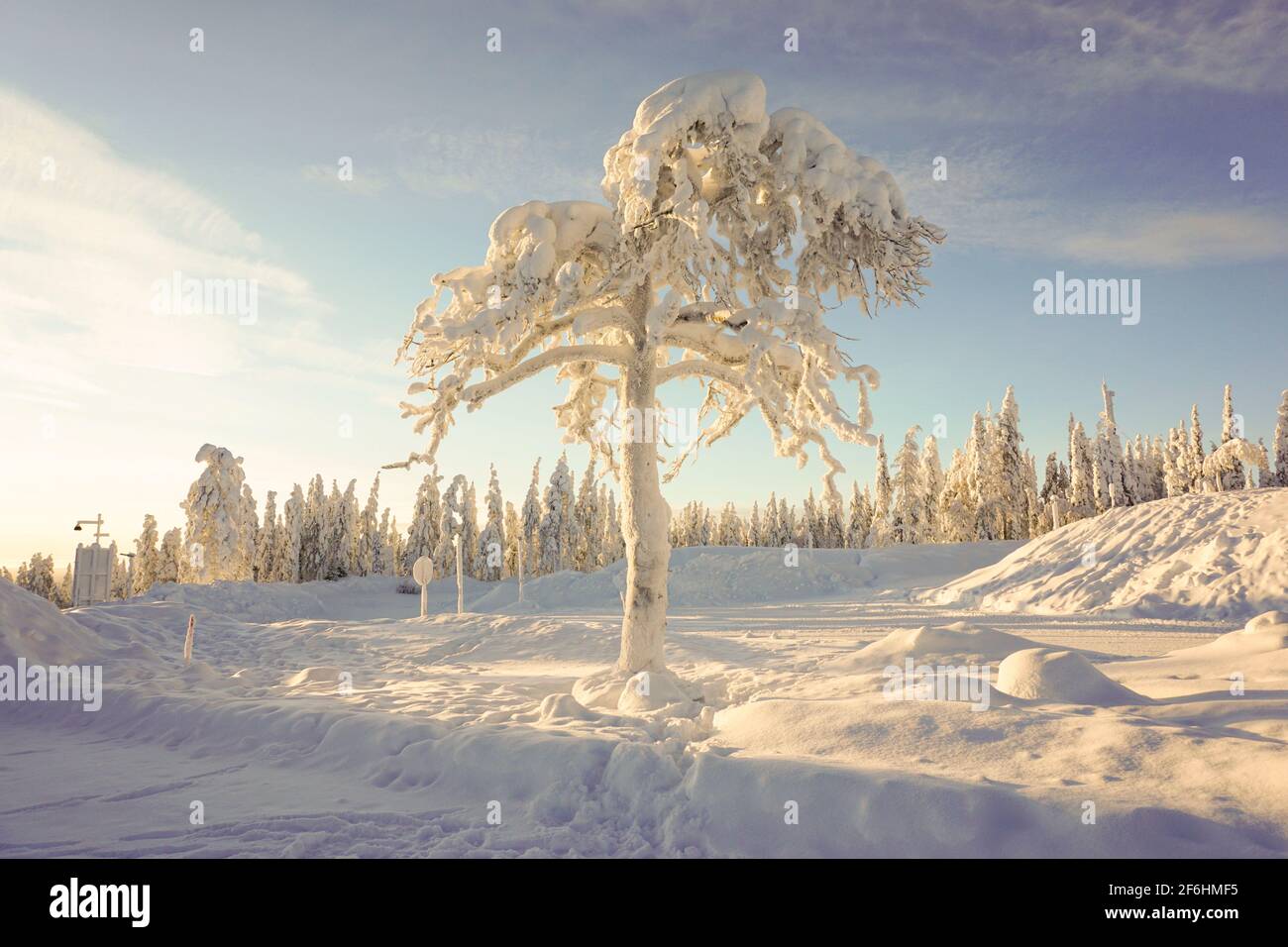 Snow covered tree on a sunny day in Finland Stock Photo - Alamy