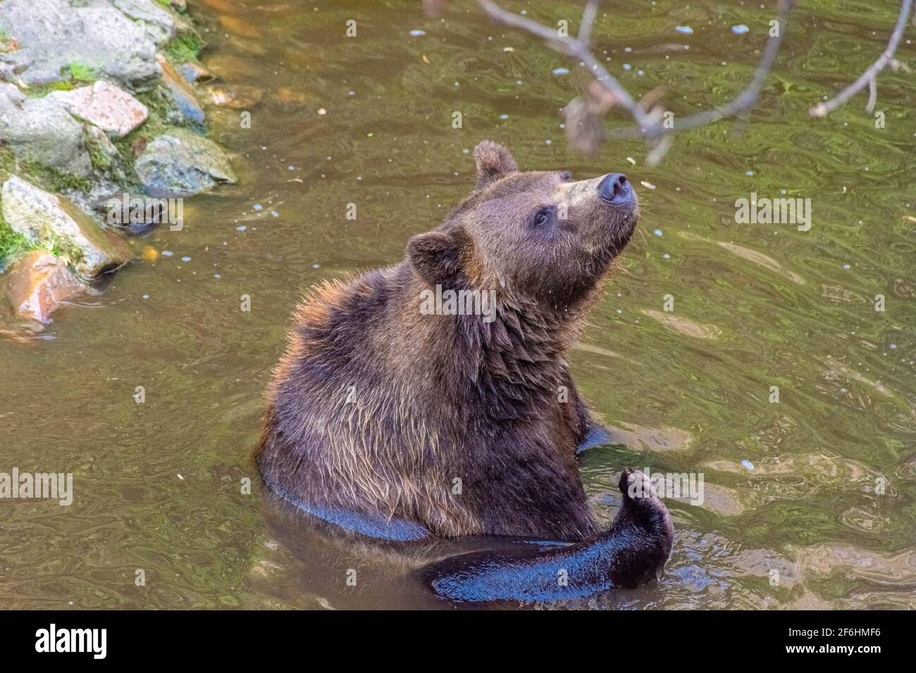 Beautiful brown bear swimming in the water Stock Photo - Alamy