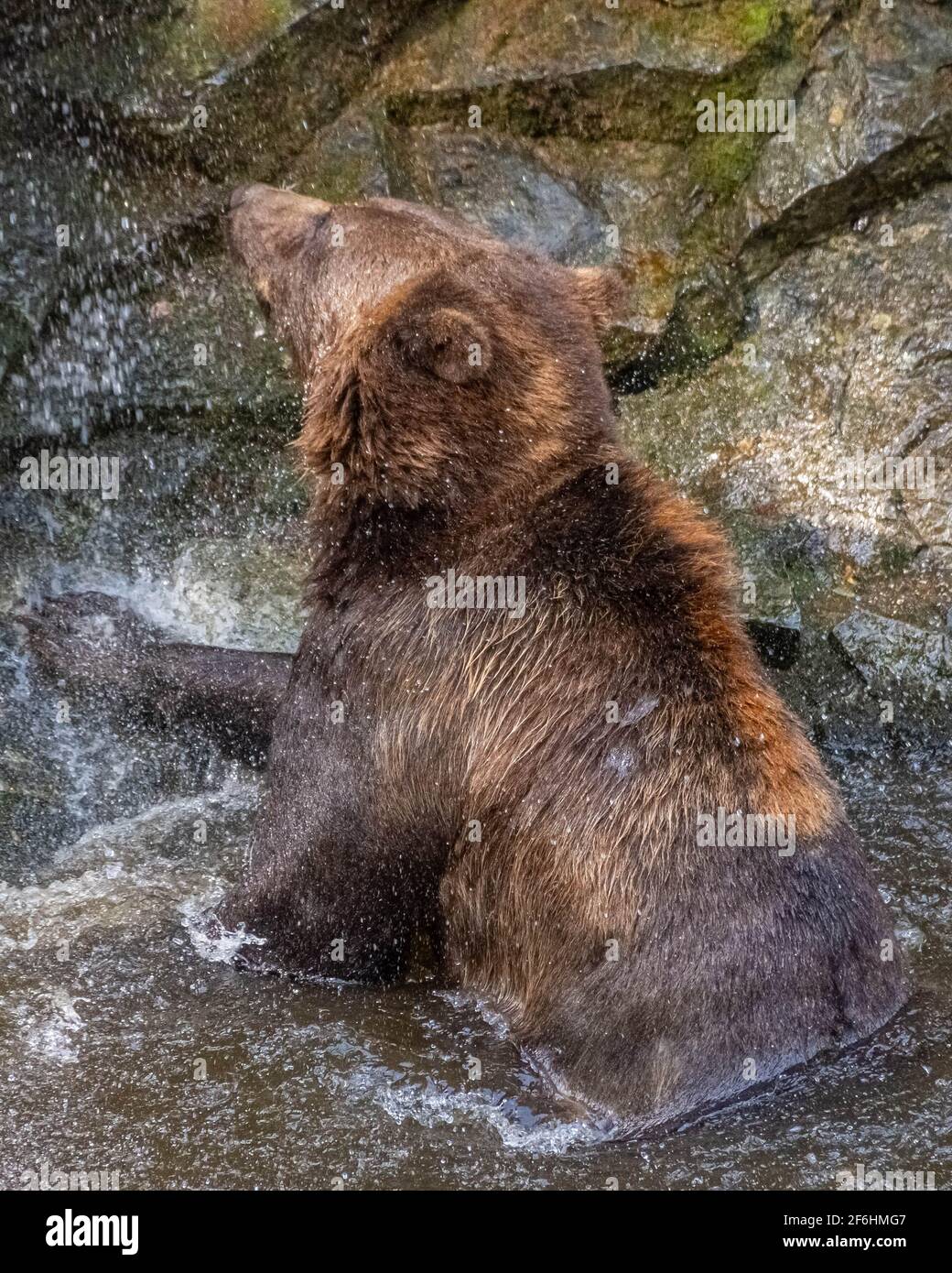 Beautiful brown bear swimming in the water Stock Photo - Alamy
