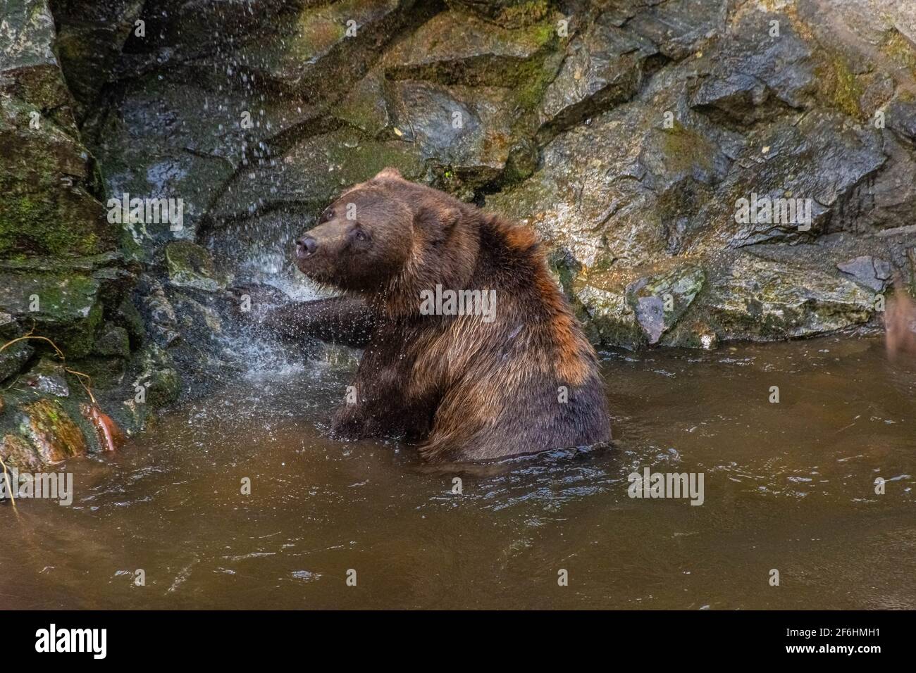 Beautiful brown bear swimming in the water Stock Photo - Alamy