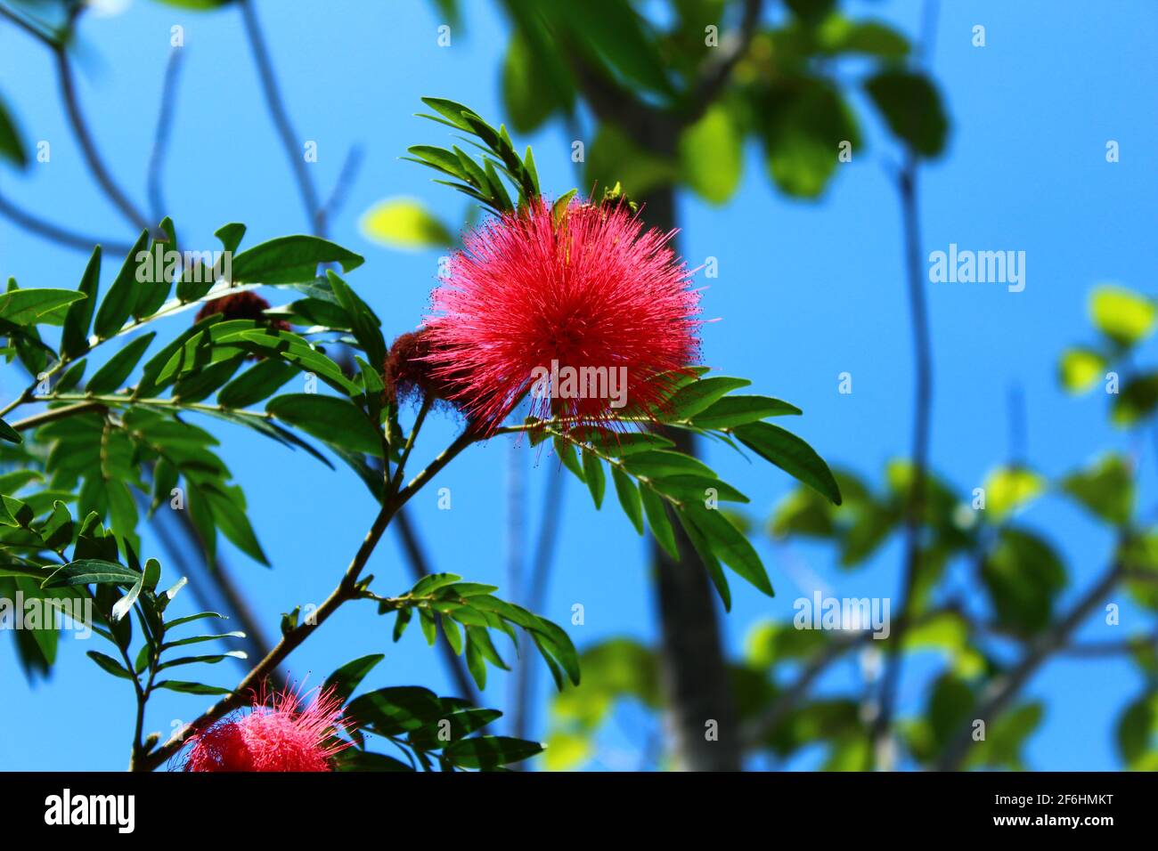 South asian flowers hi-res stock photography and images - Alamy