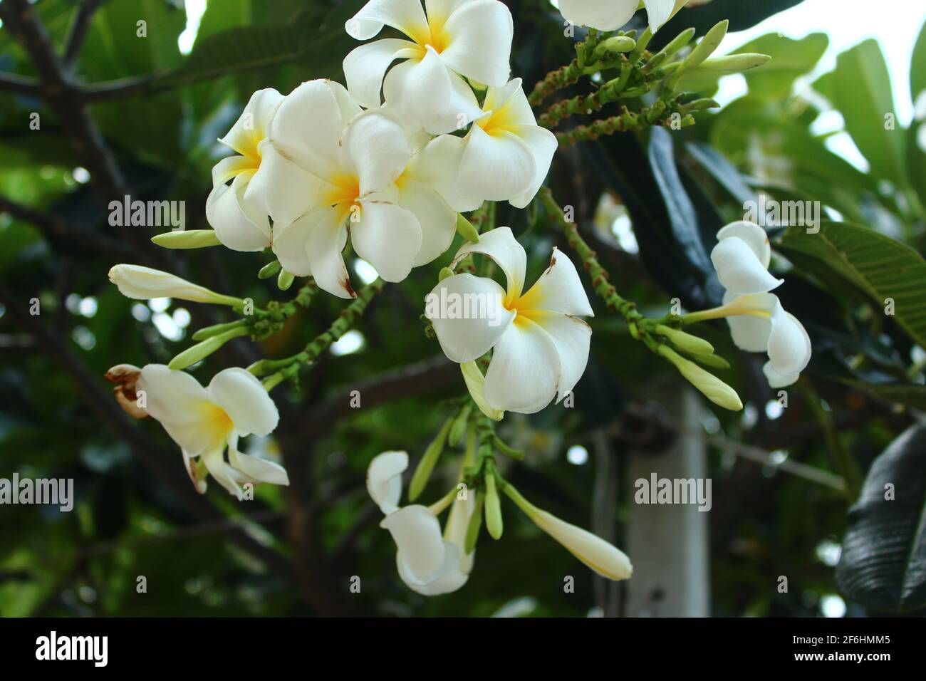 Asian flowers hi-res stock photography and images - Alamy